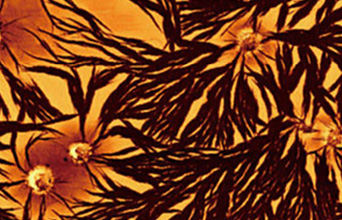 AFM Modes | Park Systems